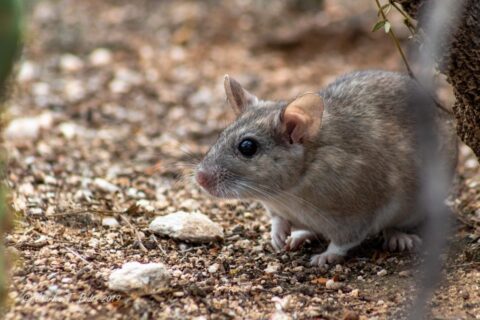 Living with pack rats in the sonoran desert | Charles Peden