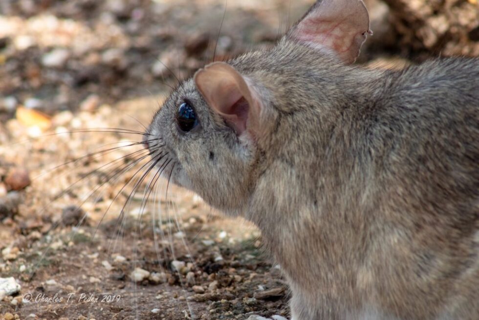 Living with pack rats in the sonoran desert | Charles Peden