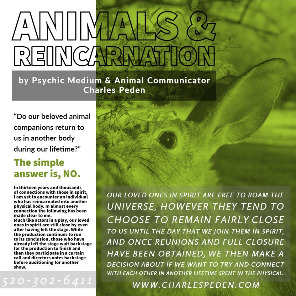 Will my animal companion (pet) reincarnate and return to me in another ...